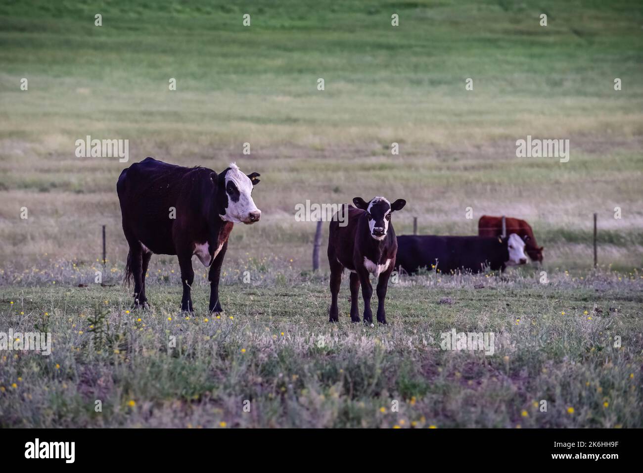 Cows raised with natural pastures, meat production in the Argentine ...
