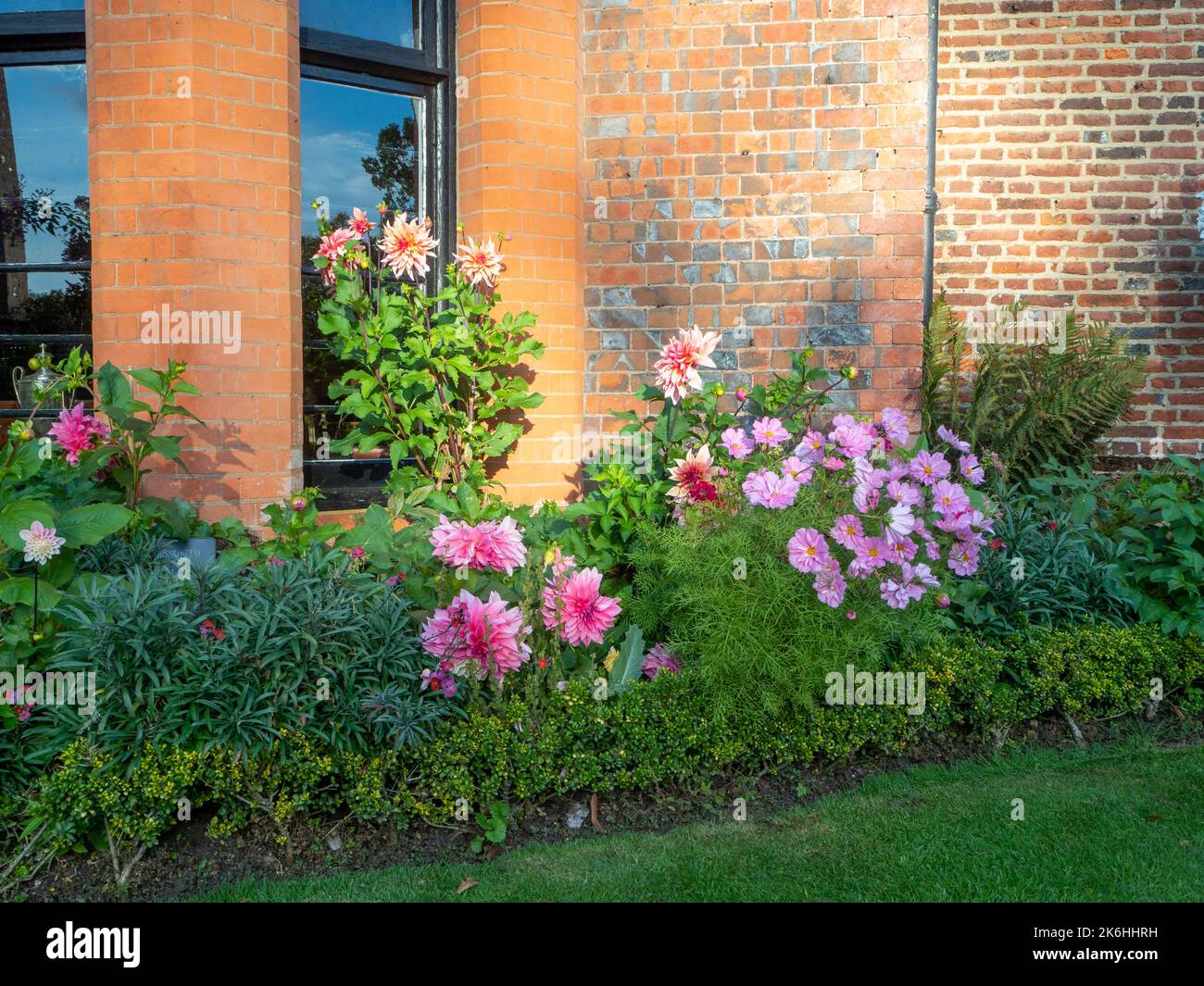 South west facing wall of Chenies Manor; Dahlia 'Labyrinth' growing up ...