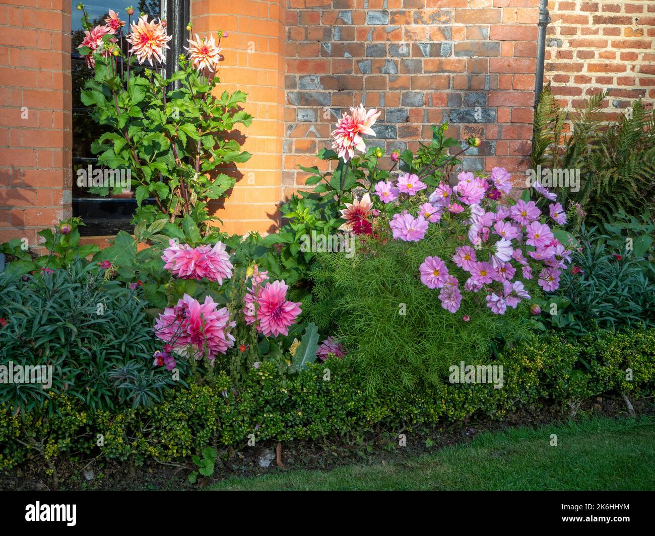 South west facing wall of Chenies Manor; Dahlia 'Labyrinth' growing up ...