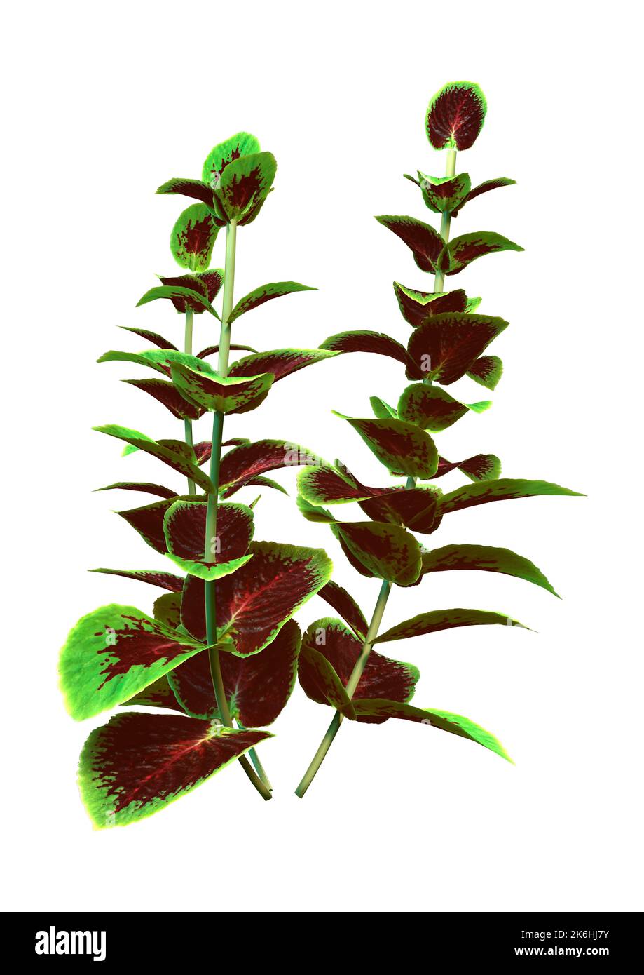 3D rendering of green and red coleus plants isolated on white ...