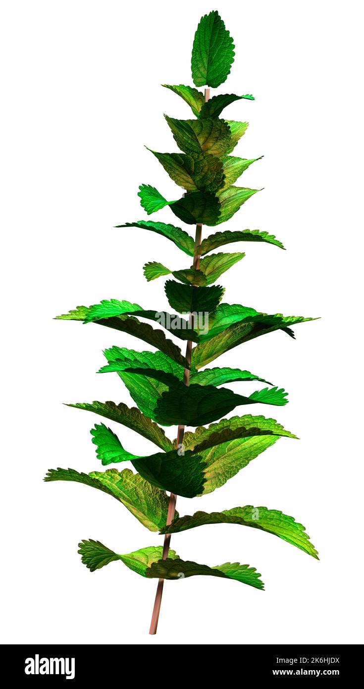 3D rendering of a green coleus plant isolated on white background Stock ...