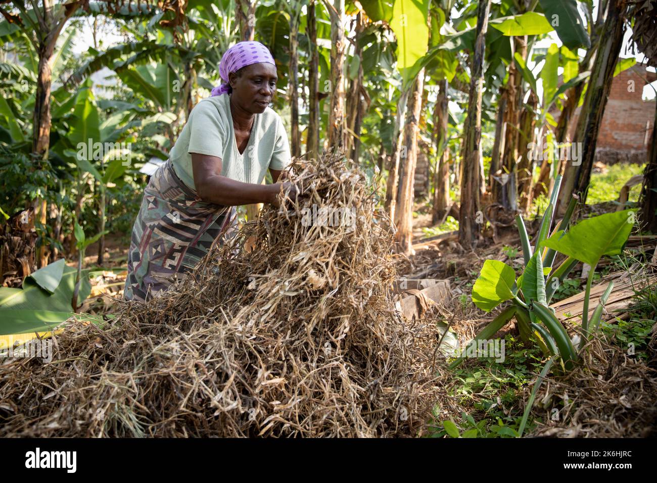 A smallholder African woman farmer uses dried bean husks as mulch in ...
