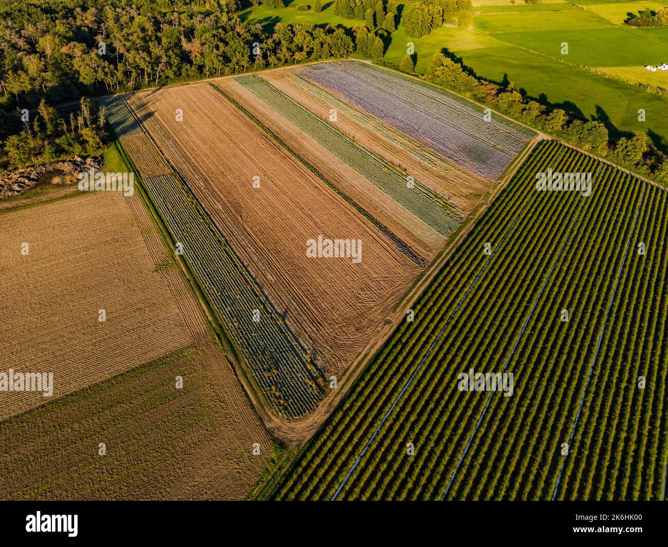 Aerial view of trees and colored fields between a dirt road in autumn ...
