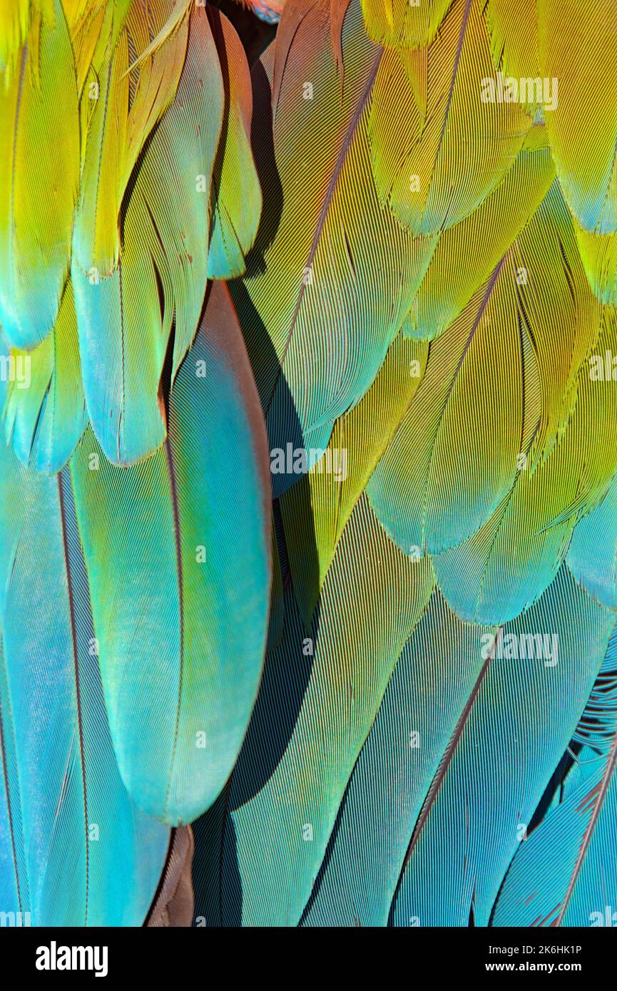 Detail Of The Feathers Blue Green Lower Wing Coverts Of A Red And Green ...
