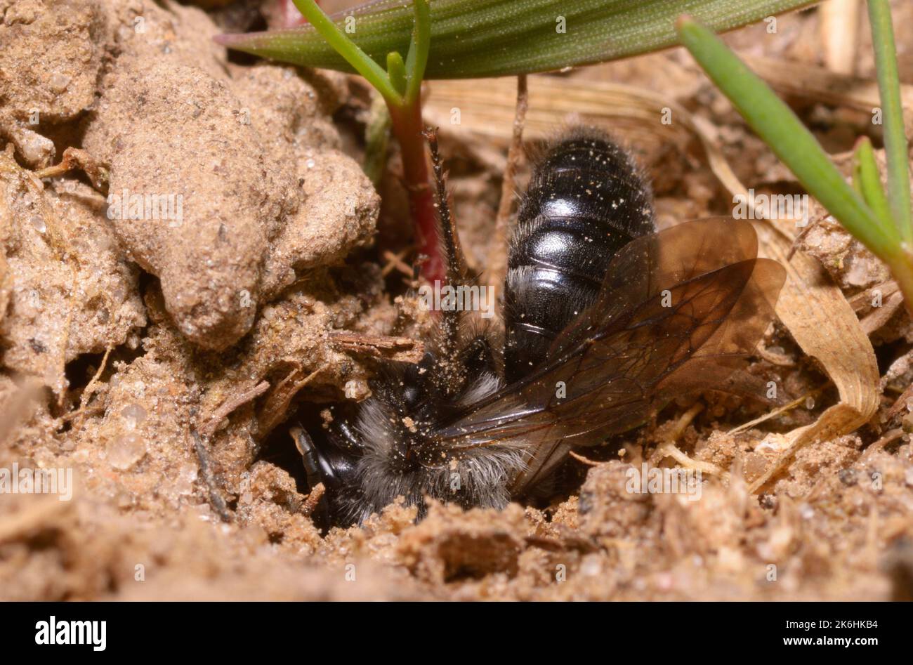 Miner bee, Anthophora abrupta, burrowing its nest in a ground Stock ...