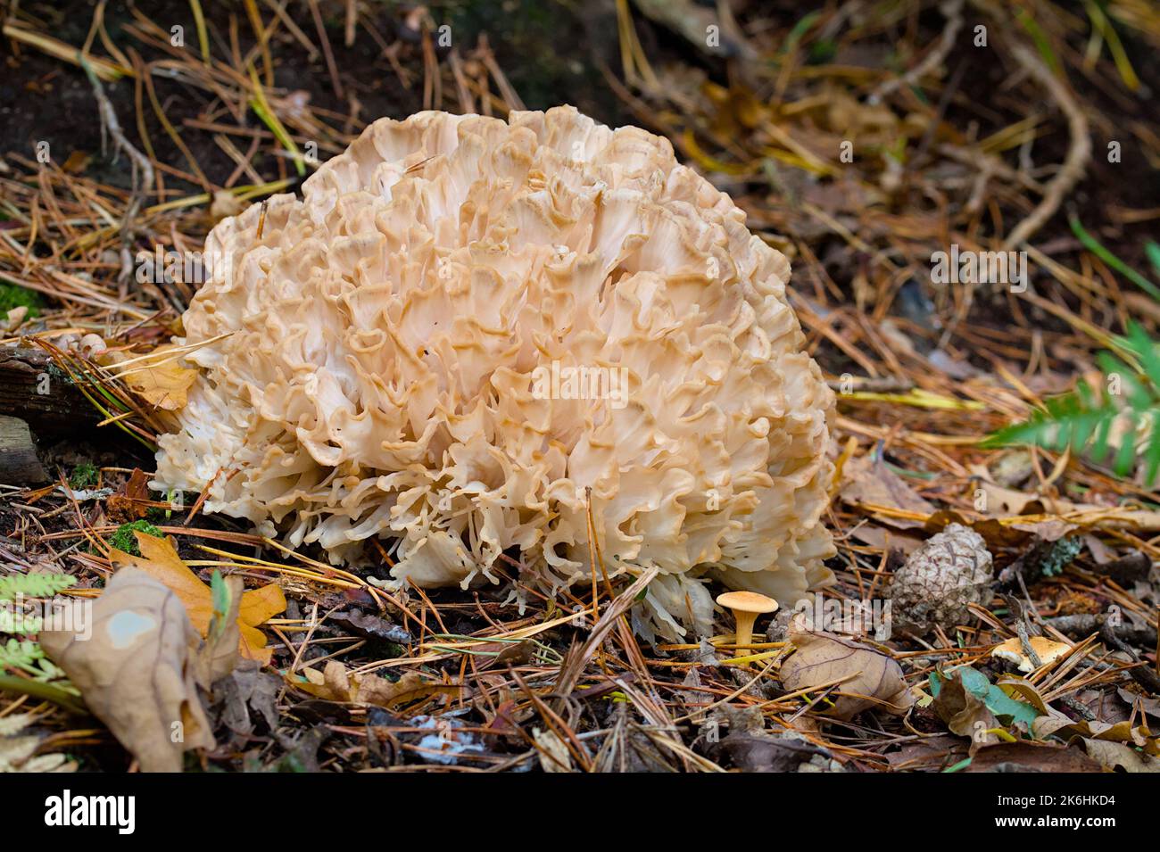 Cauliflower Mushroom, Sparassis crispa, New Forest UK Stock Photo - Alamy