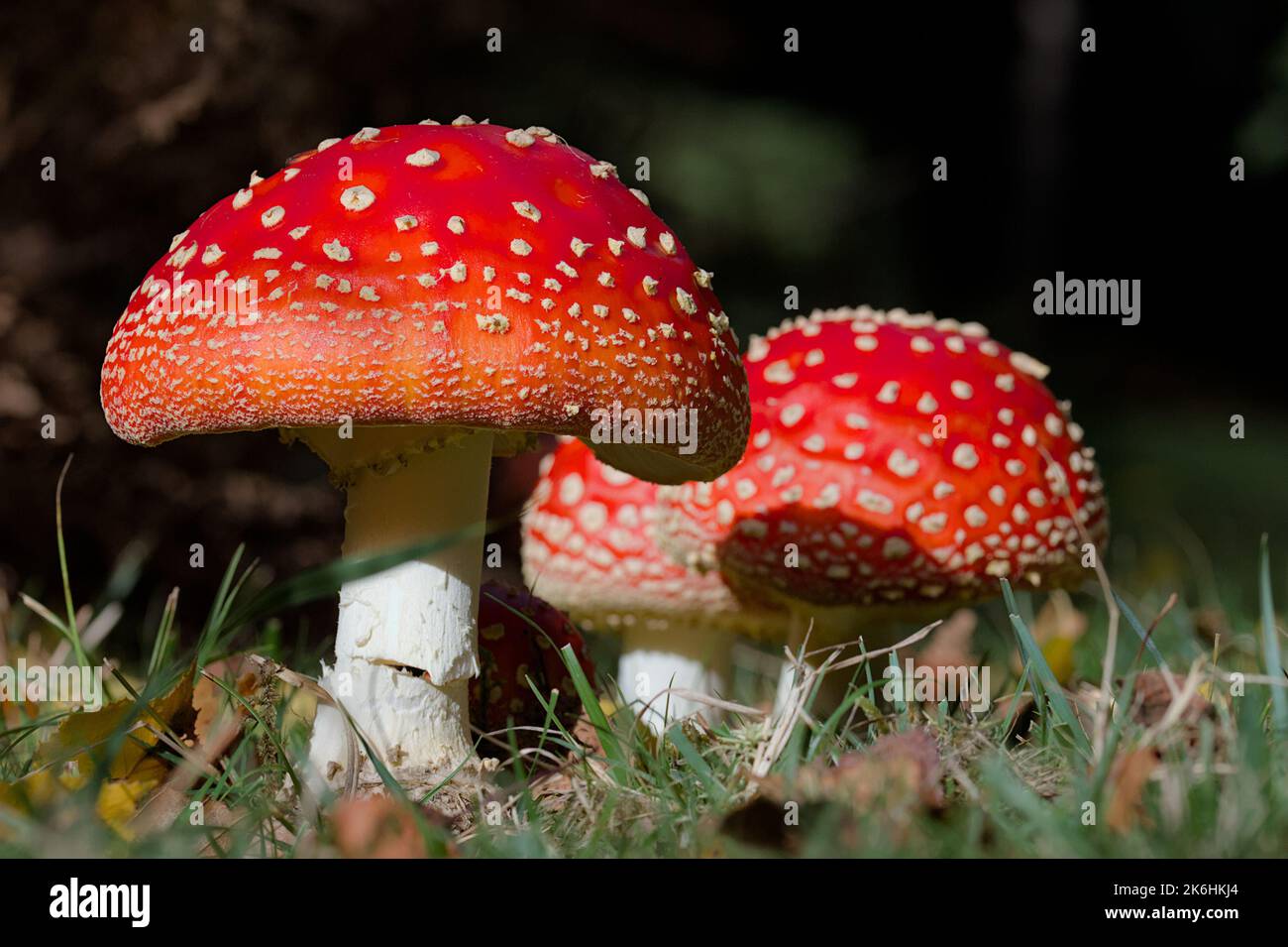 Super mushroom power up hi-res stock photography and images - Alamy