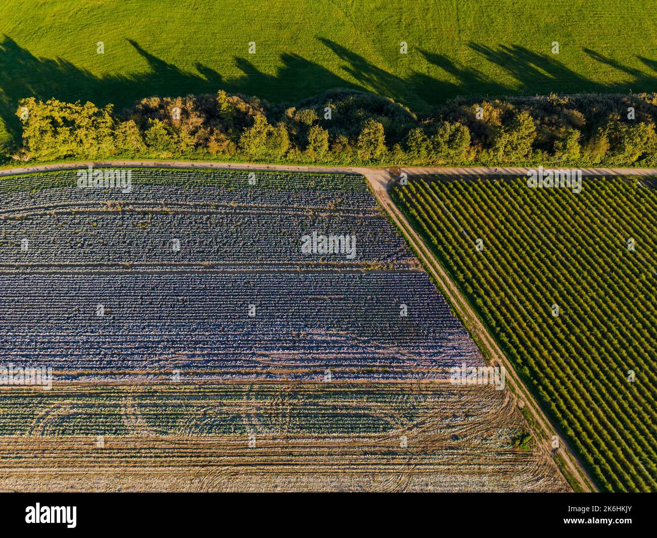 Crossroads of two dirt roads between blue cabbage field and trees in ...