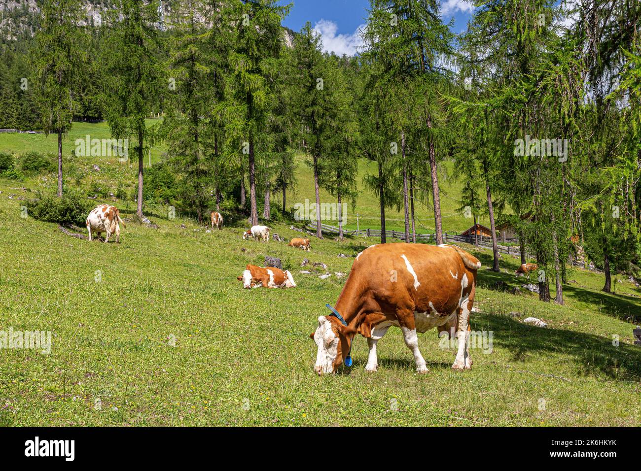 Dairy cattle photographed in the mountain pastures of the Italian Alps ...