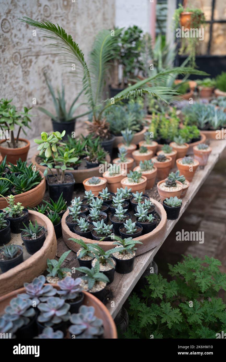Cozy plant store with planter pots on wooden showcase. Home floral ...