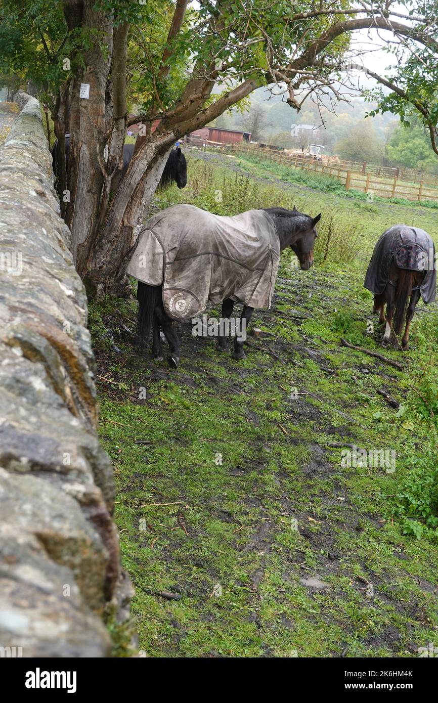 Alpacas shelter from the rain under a tree Stock Photo - Alamy