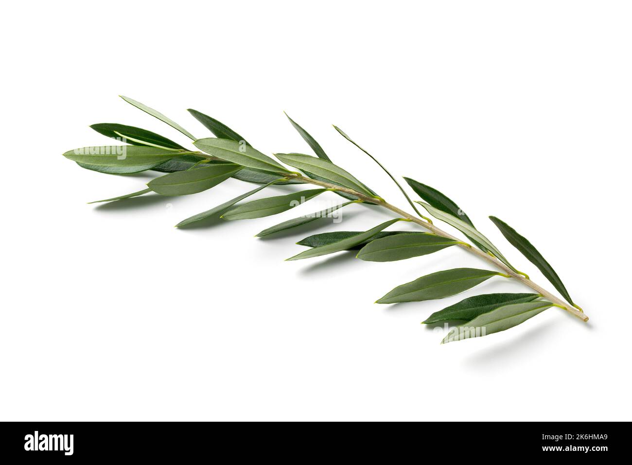 Single fresh green olive twig close up isolated on white background ...