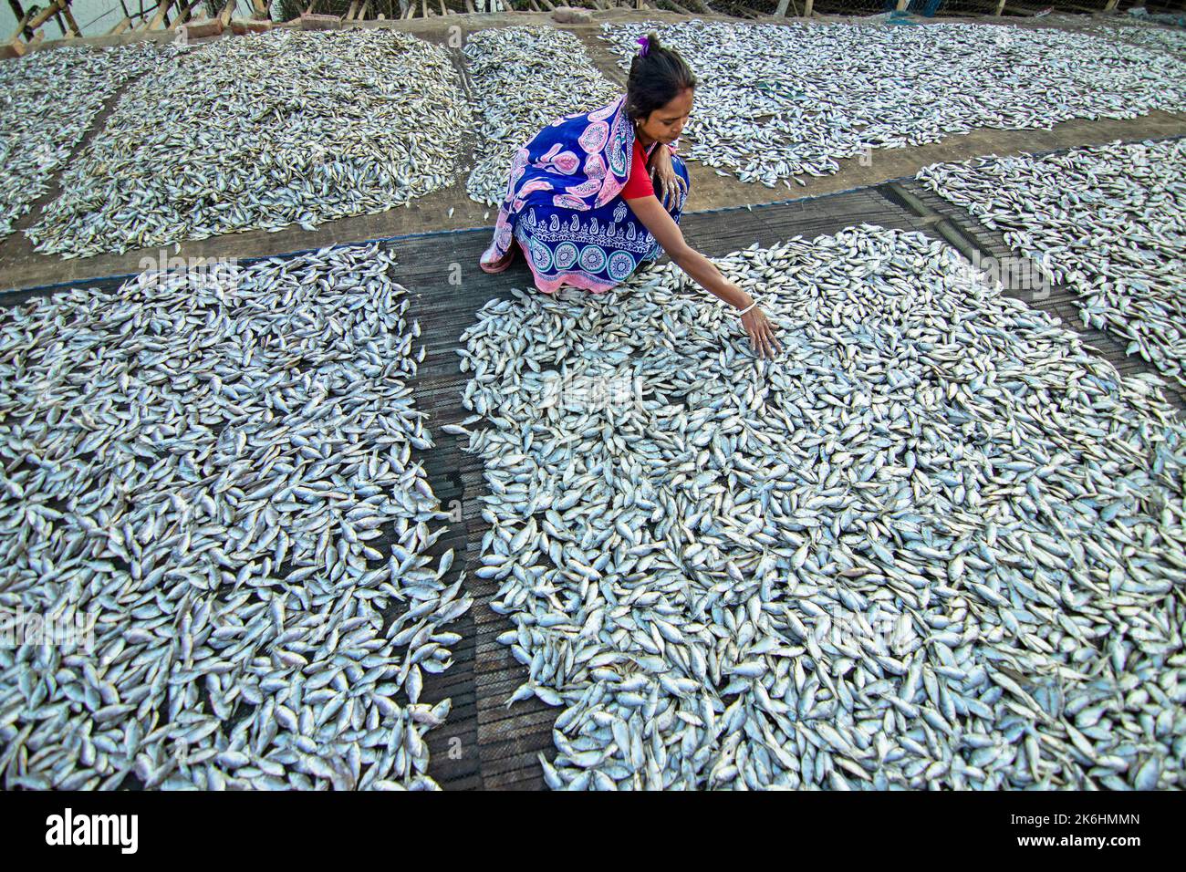 Women process small fishes for dry fish business. Workers cut and clean ...