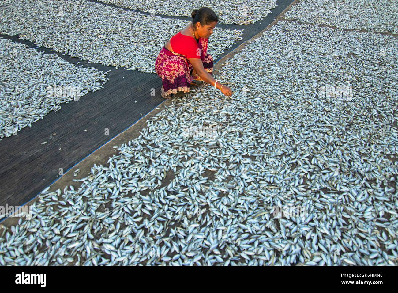 Women process small fishes for dry fish business. Workers cut and clean ...