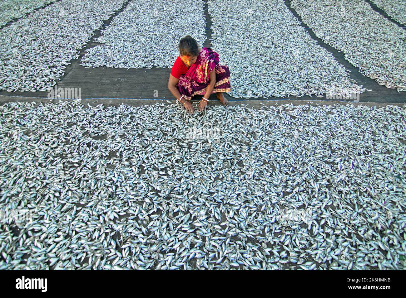 Women process small fishes for dry fish business. Workers cut and clean ...
