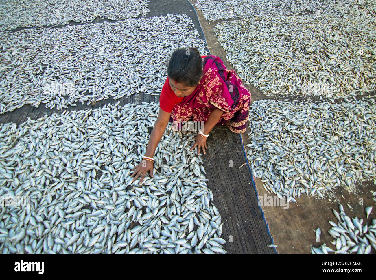 Women process small fishes for dry fish business. Workers cut and clean ...
