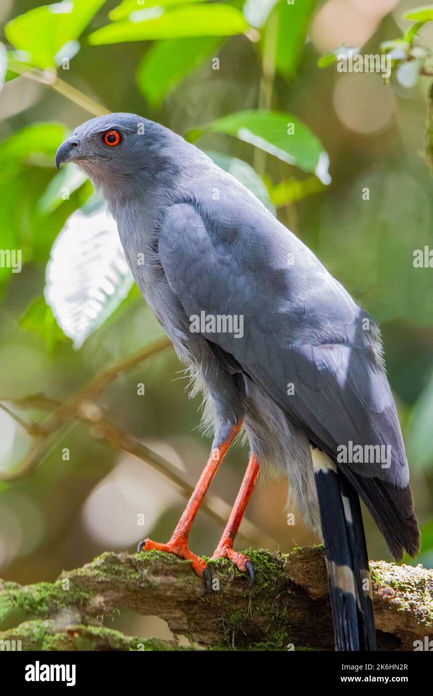 The crane hawk (Geranospiza caerulescens), Ecuador in a jungle, Amazon ...