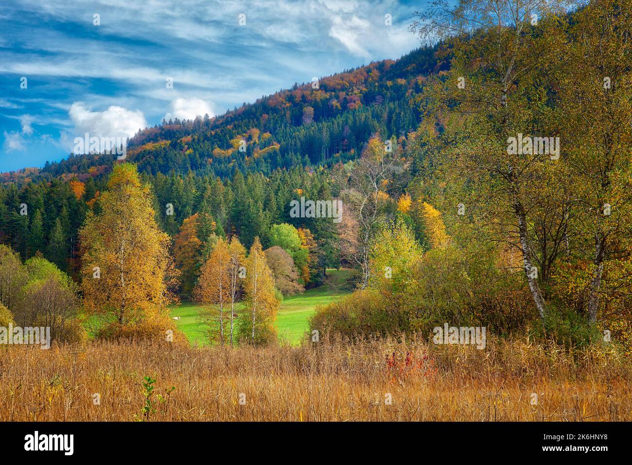 DE - BAVARIA: Autumn scene in the Attenloher Filze (Moor) near Bad ...