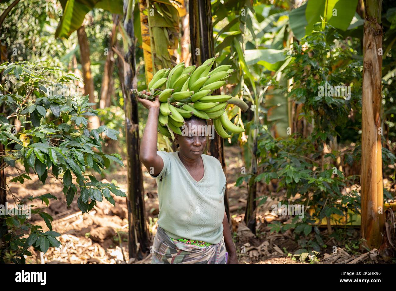 An African woman carries a bunch of freshly-harvested bananas on her ...