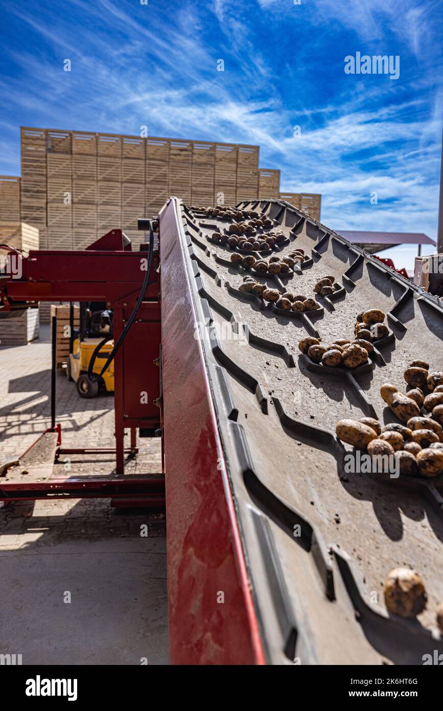 Modern potato agriculture technology in profitable potato farm Stock ...