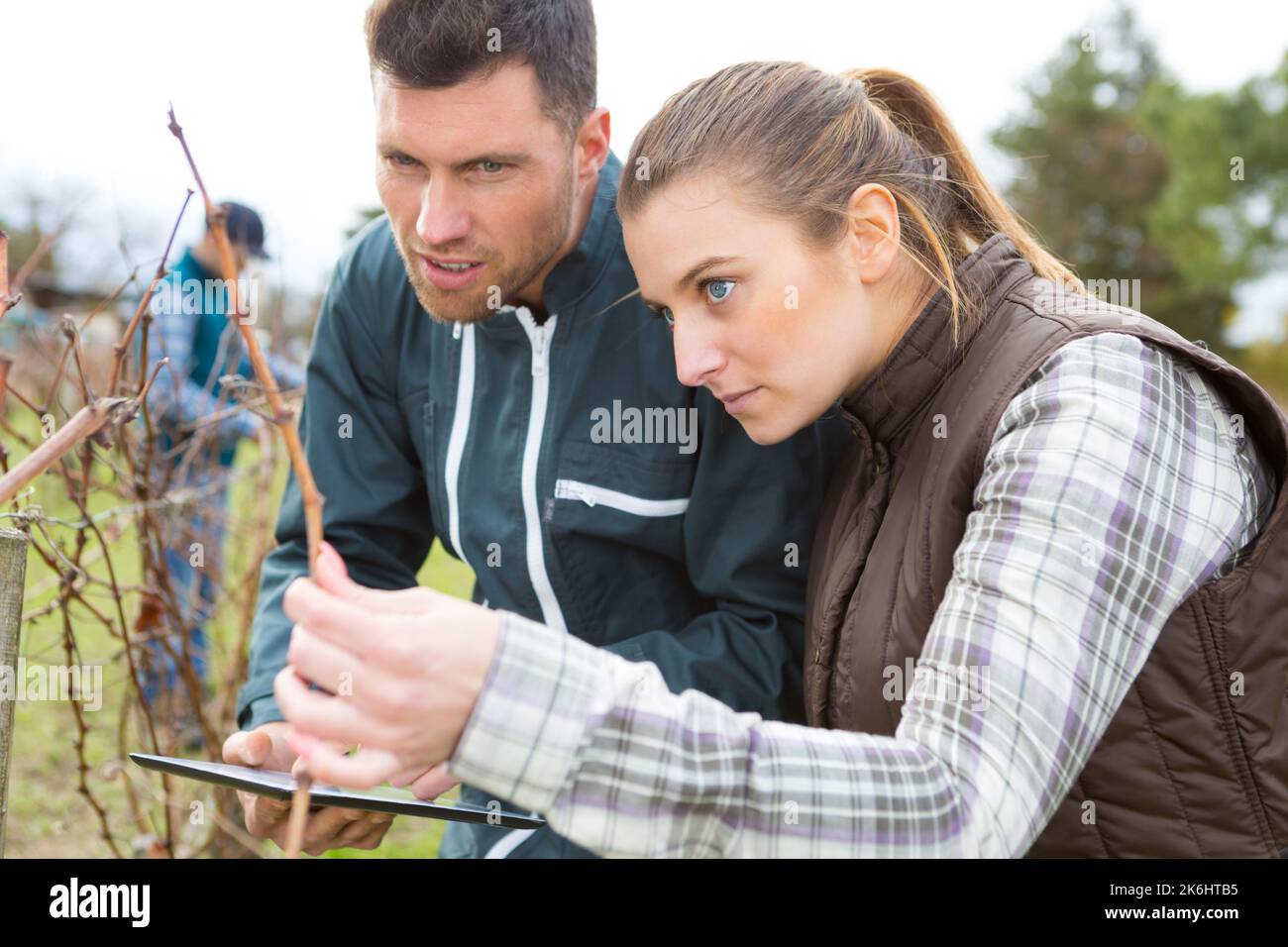 concerned workers with tablet inspecting grapevine Stock Photo - Alamy