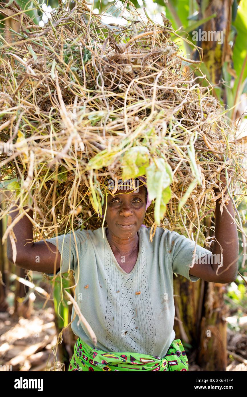 A woman farmer carries a load of freshly harvested beans on her head in ...