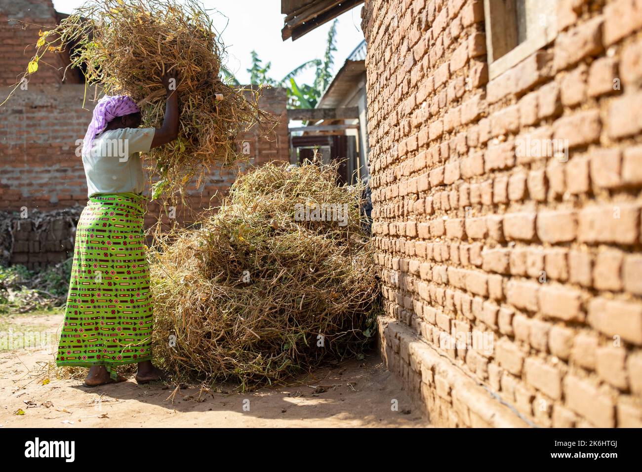A woman stacks up dried bean husks to be used as mulch on her farm in ...
