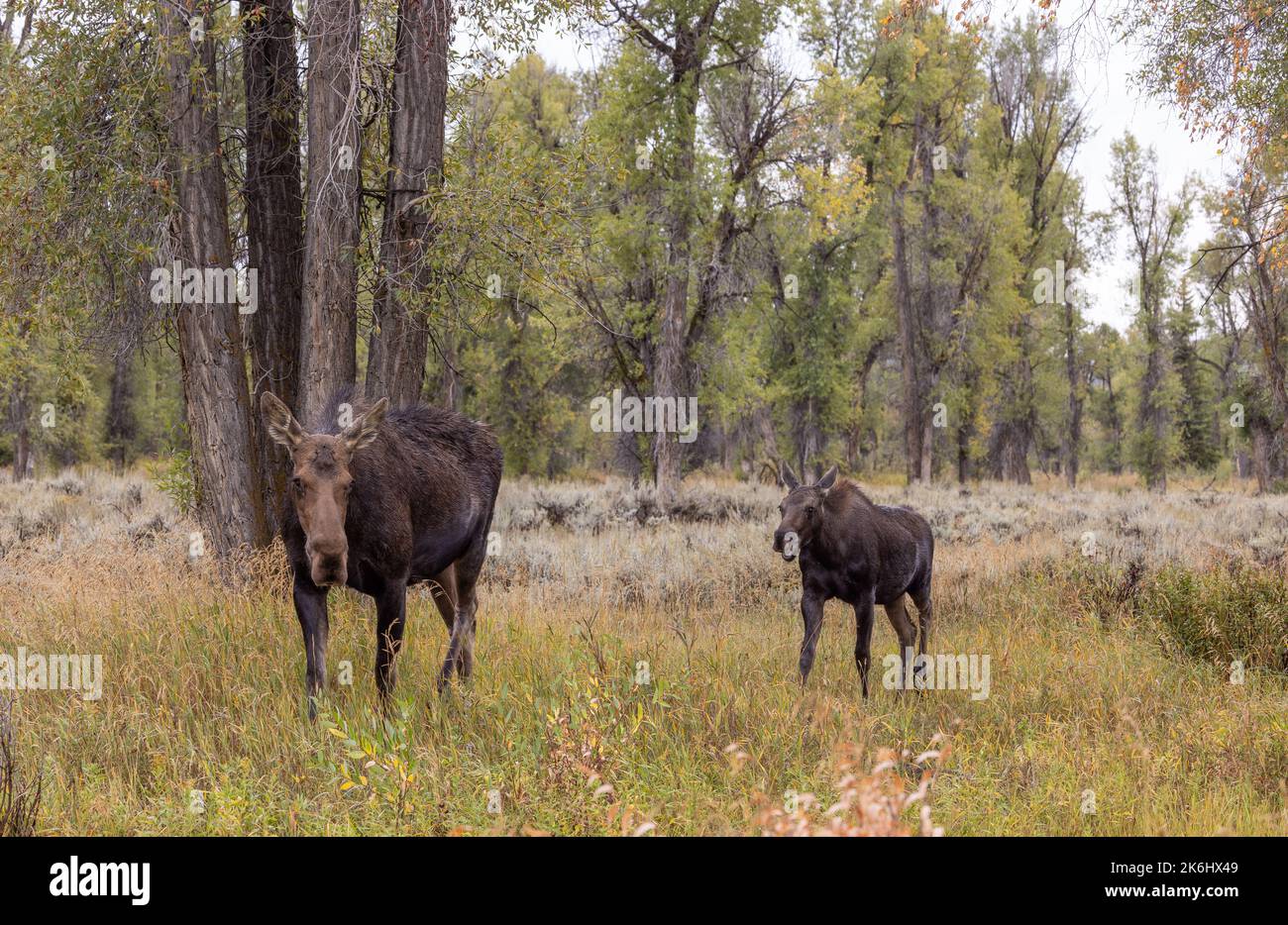 Shiras calf moose hi-res stock photography and images - Alamy