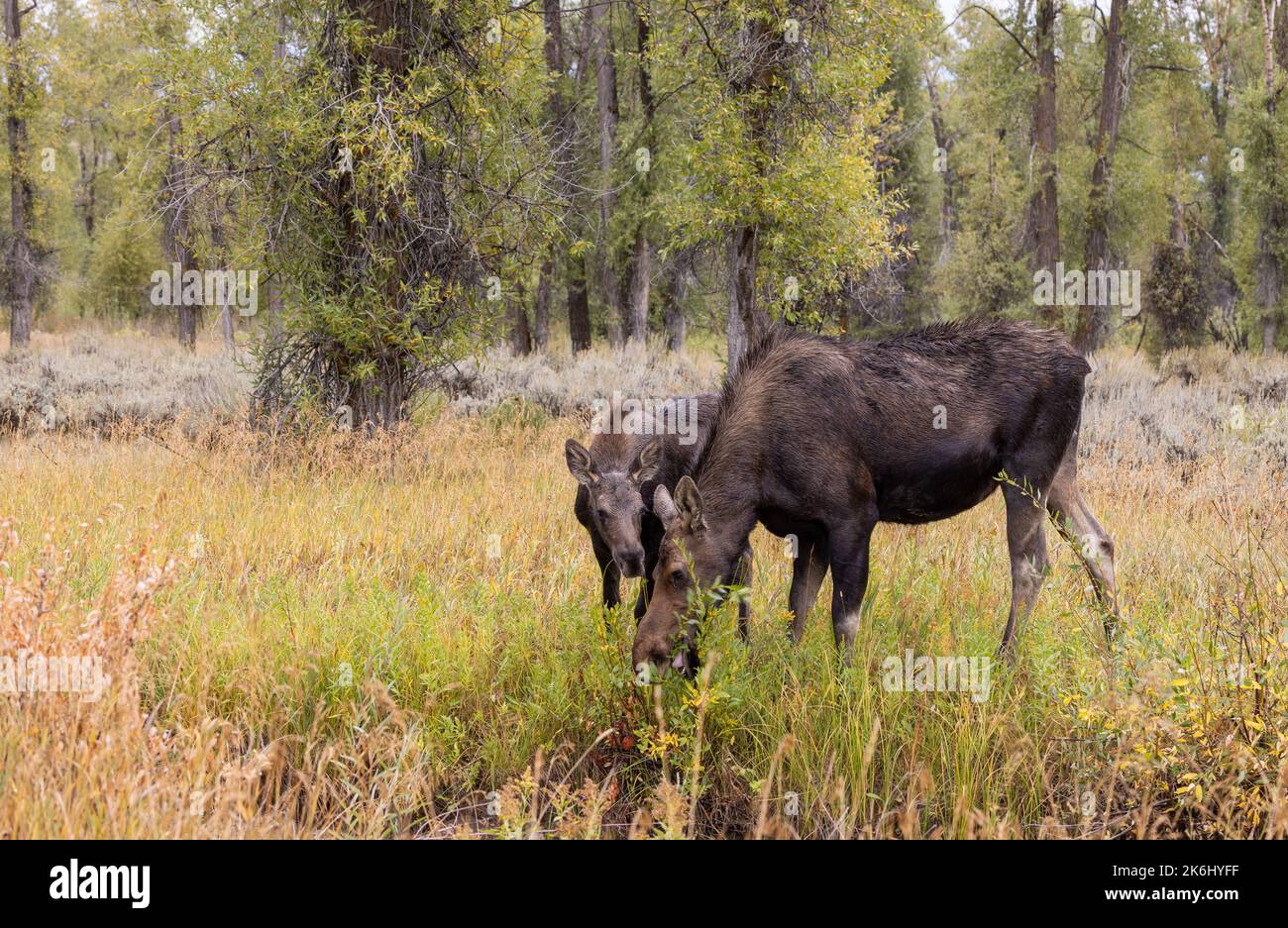 Shiras calf moose hi-res stock photography and images - Alamy
