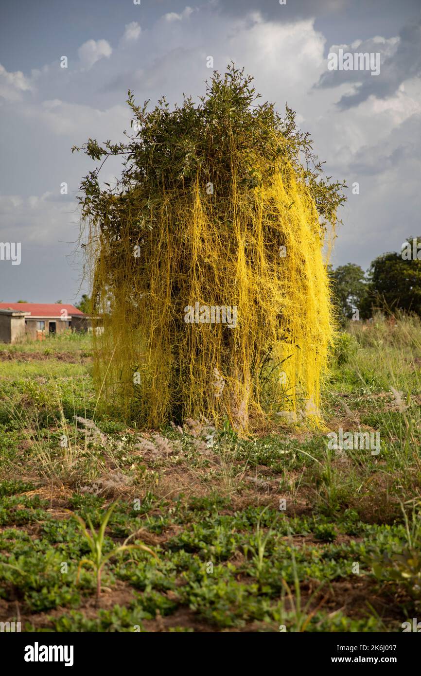 Dodder weed (cuscuta) infestation in Uganda, East Africa Stock Photo ...