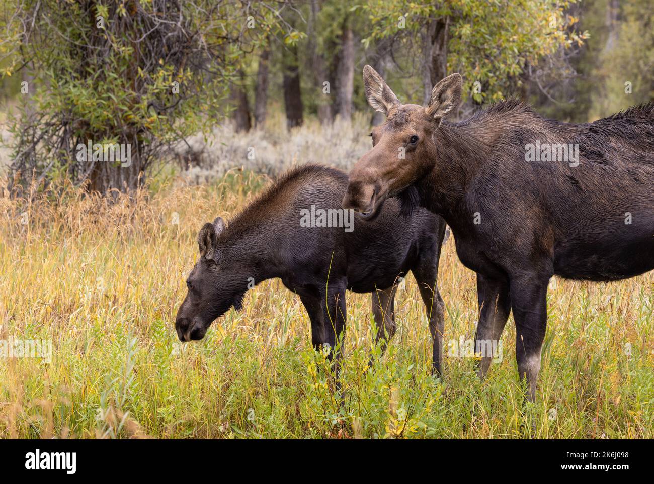 Shiras calf moose hi-res stock photography and images - Alamy