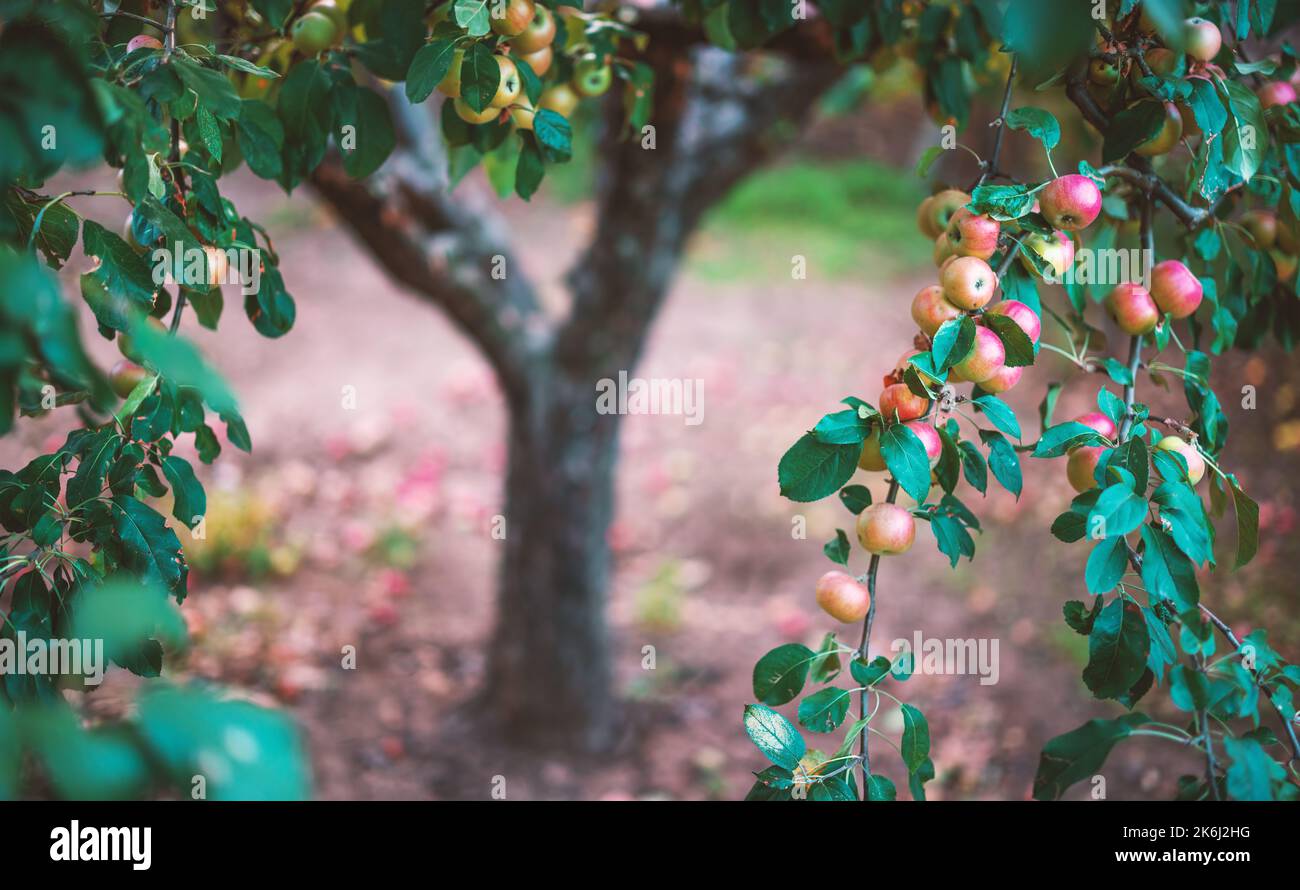 Apple tree with red apples in a orchard garden. Fruits harvest Stock ...