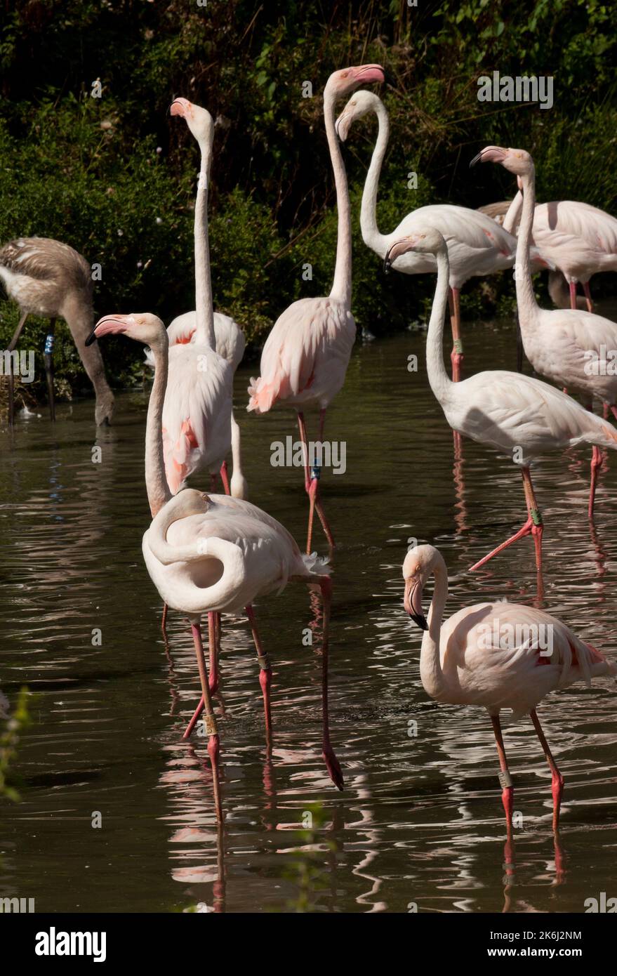 A flamboyance of Pink Flamingos Stock Photo - Alamy