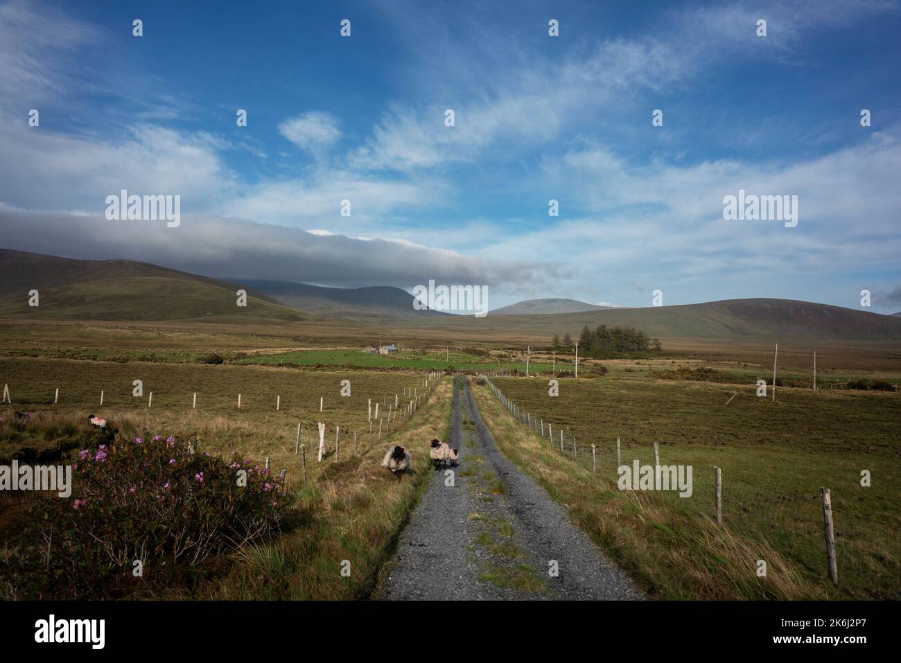 Sheep in an impressive landscape of the vast and remote peatlands at ...