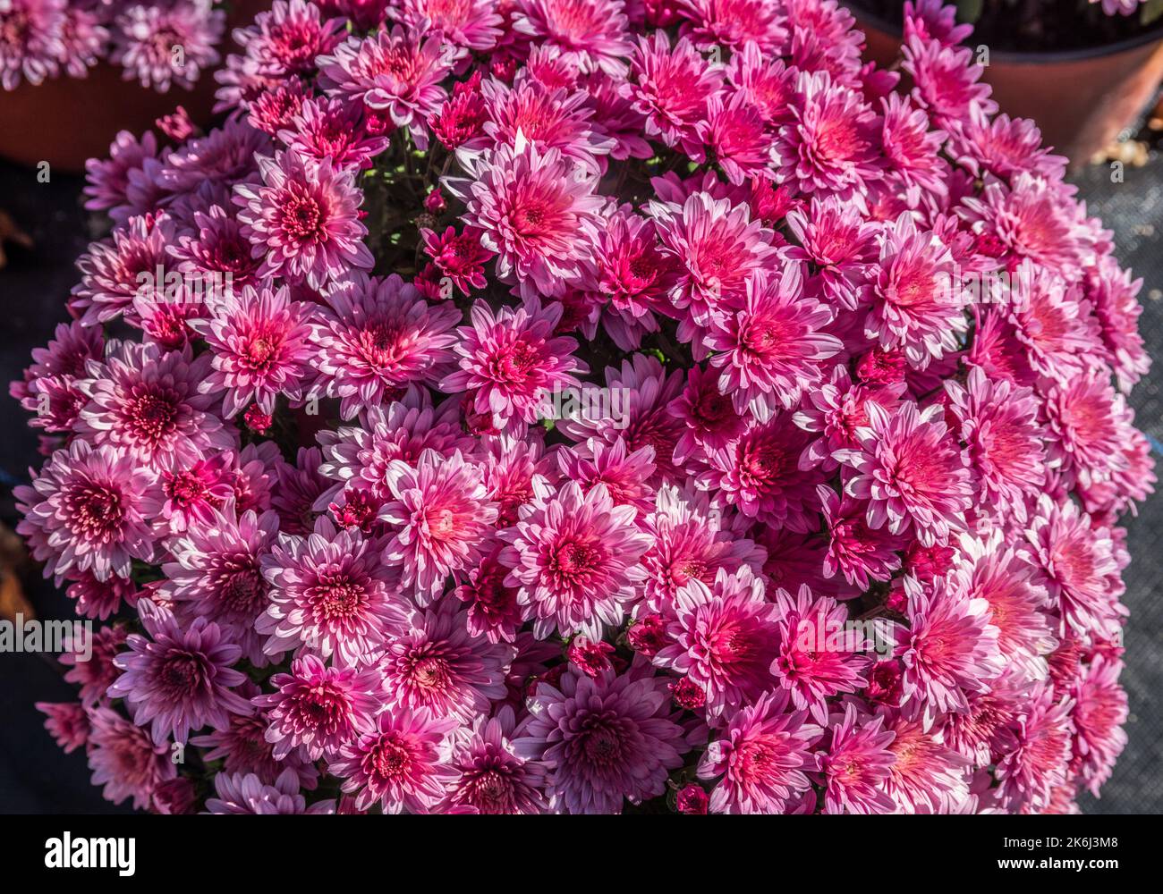 A dark to light color pink mum fully bloomed round shape in a pot ...
