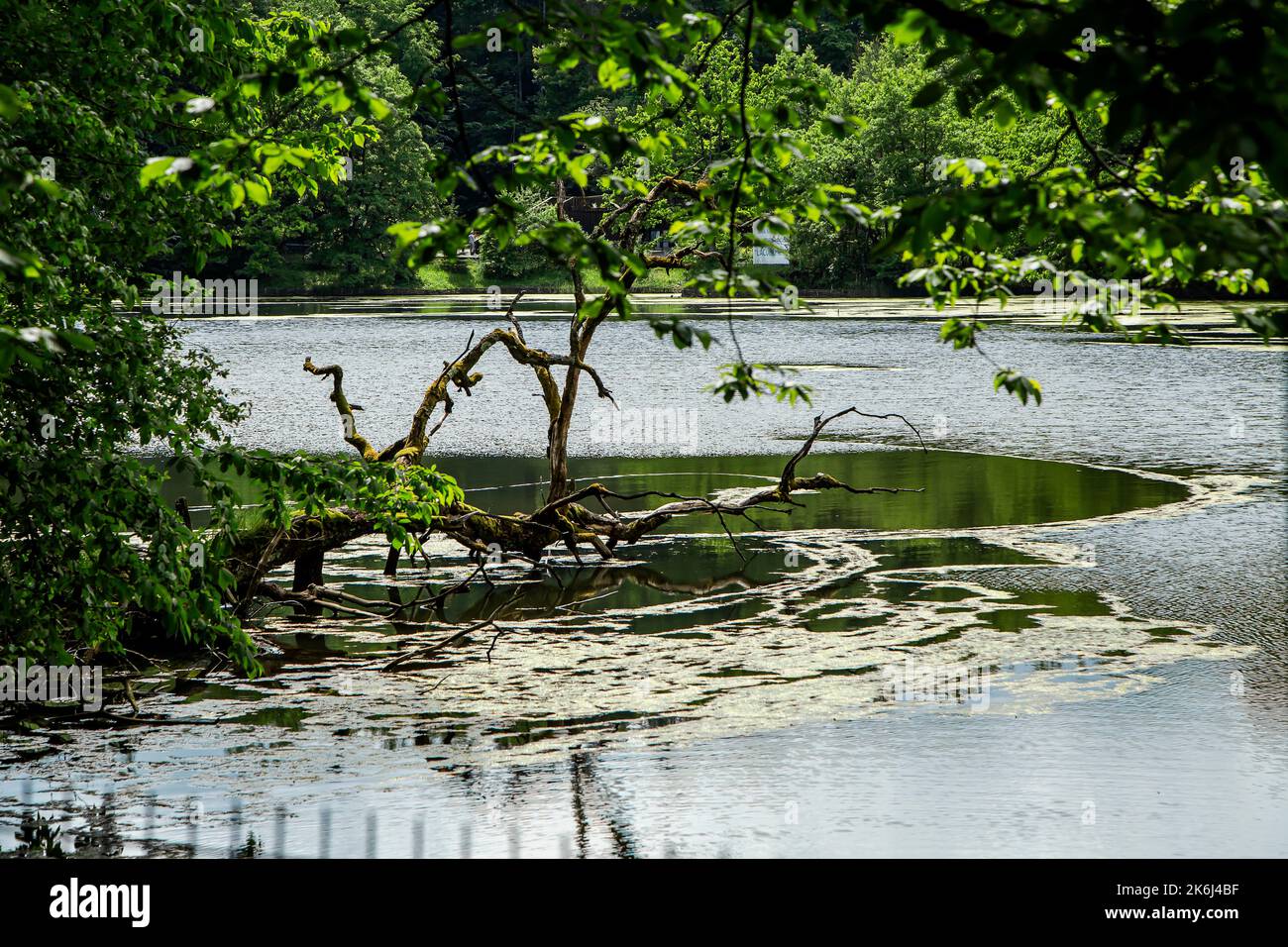 SOVATA, MURES, ROMANIA – MAY 29, 2021: Landscape with Bear Lake (Lacul ...