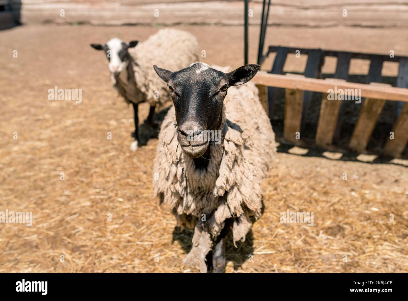 Healthy eating animal pen hi-res stock photography and images - Alamy