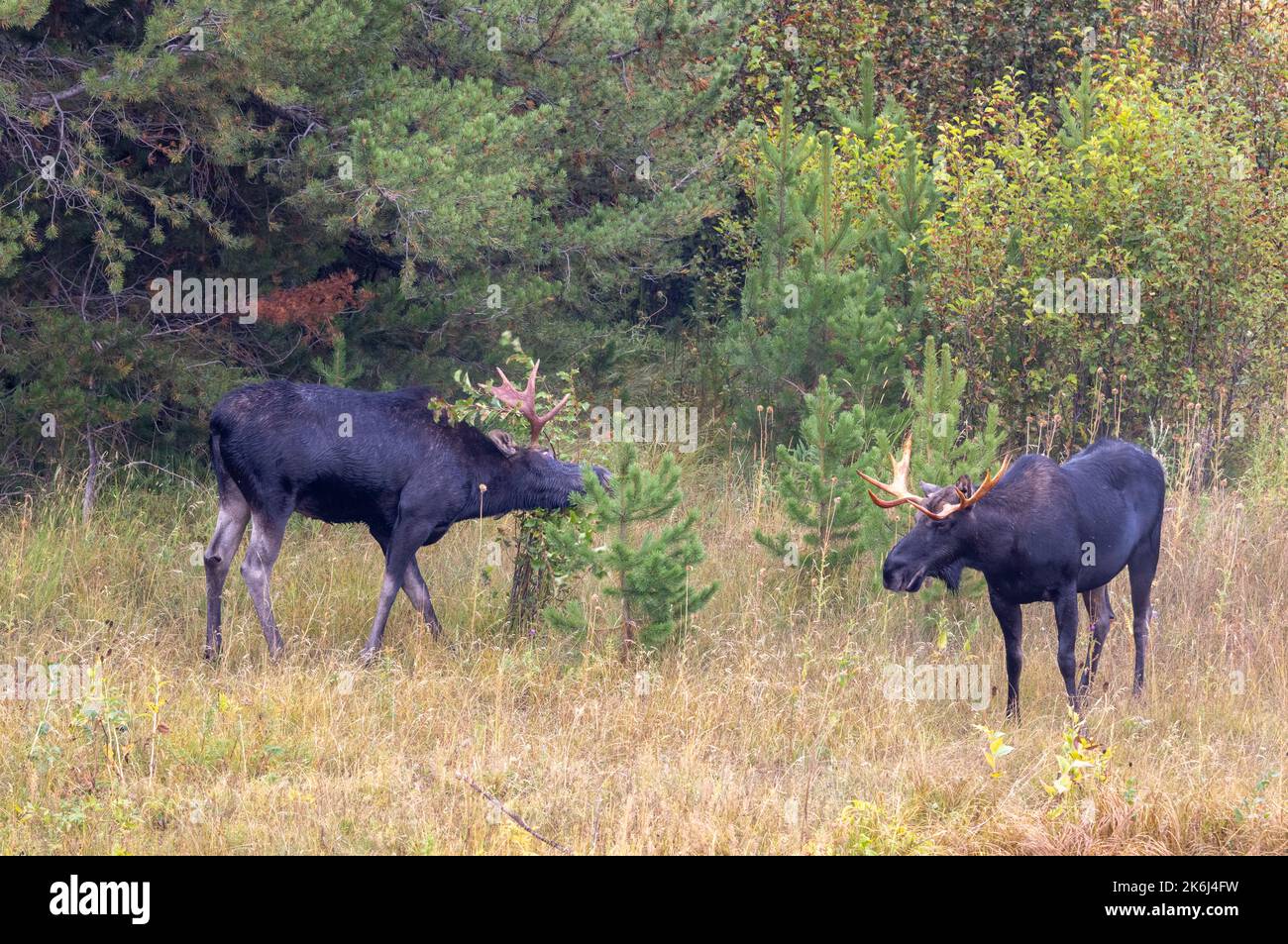 Bull moose fighting grand teton hi-res stock photography and images - Alamy