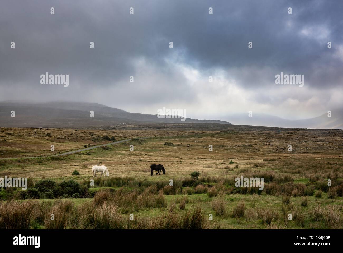 Grazing horses in the impressive landscape of the vast and remote ...