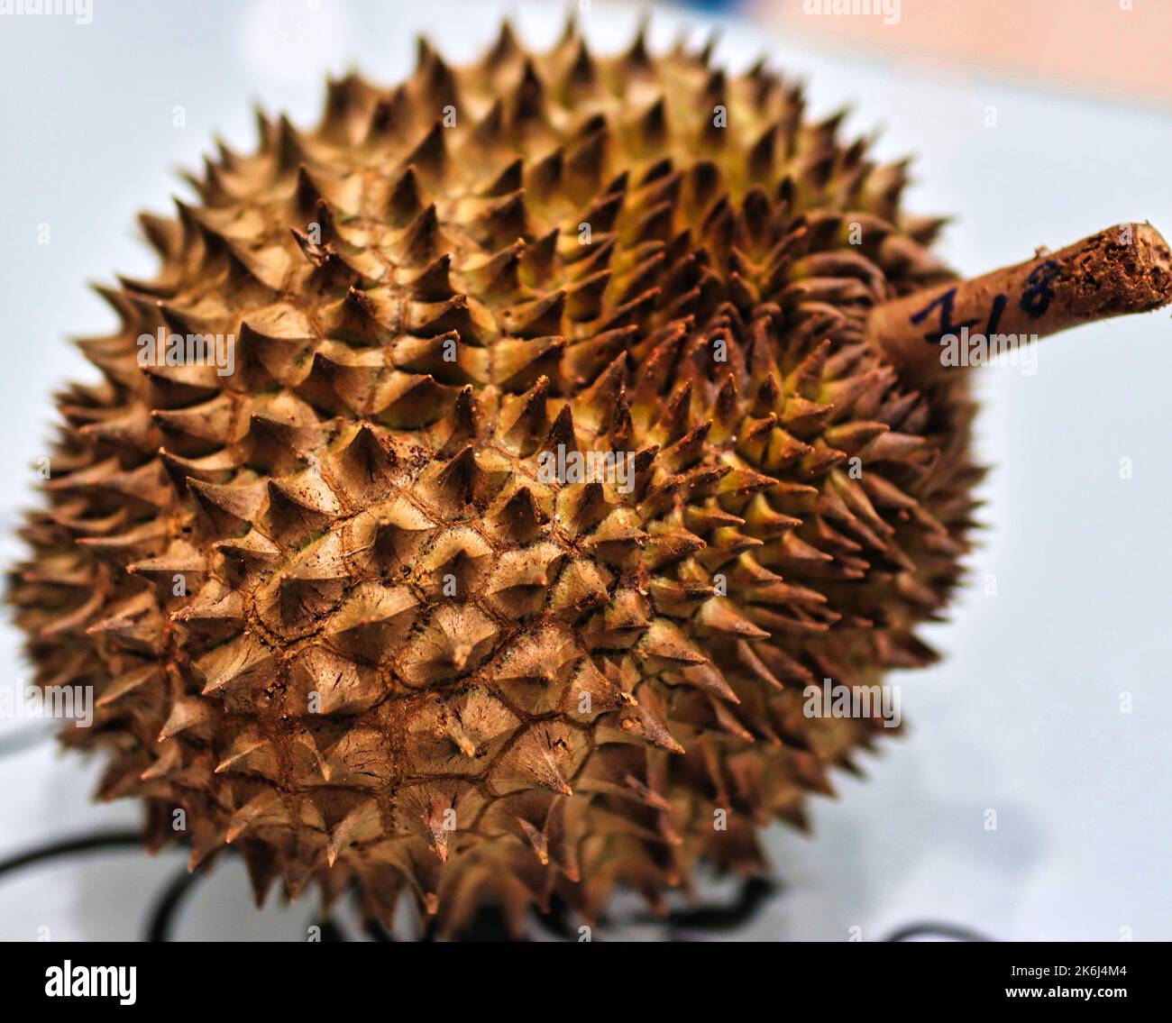 Durian traveller hi-res stock photography and images - Alamy