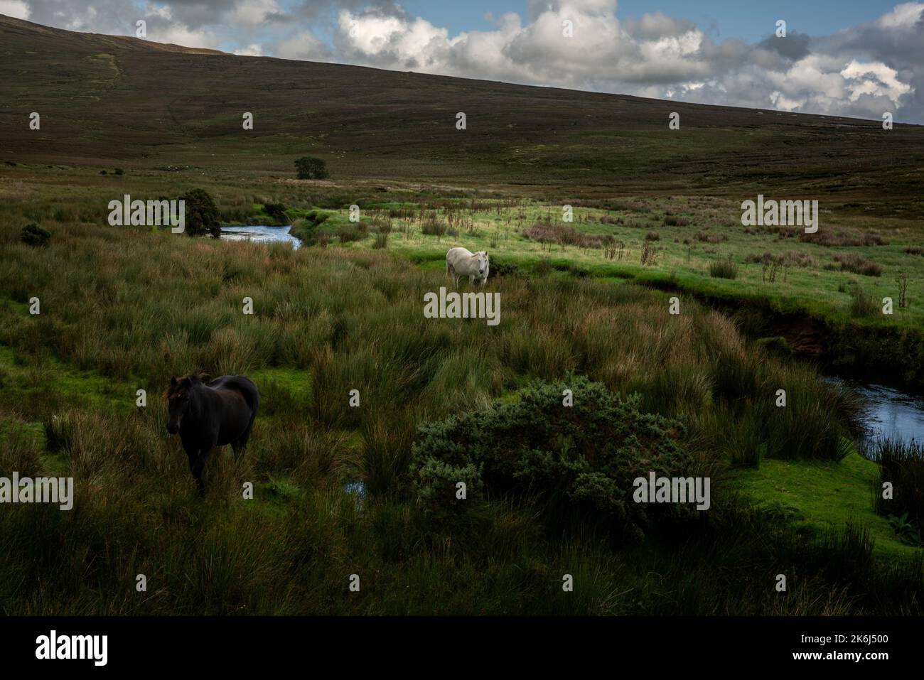 Grazing horses in the impressive landscape of the vast and remote ...