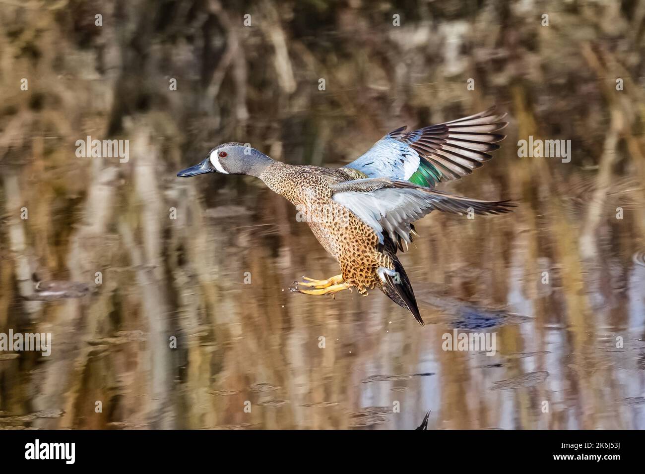 Green winged teal in flight hi-res stock photography and images - Alamy