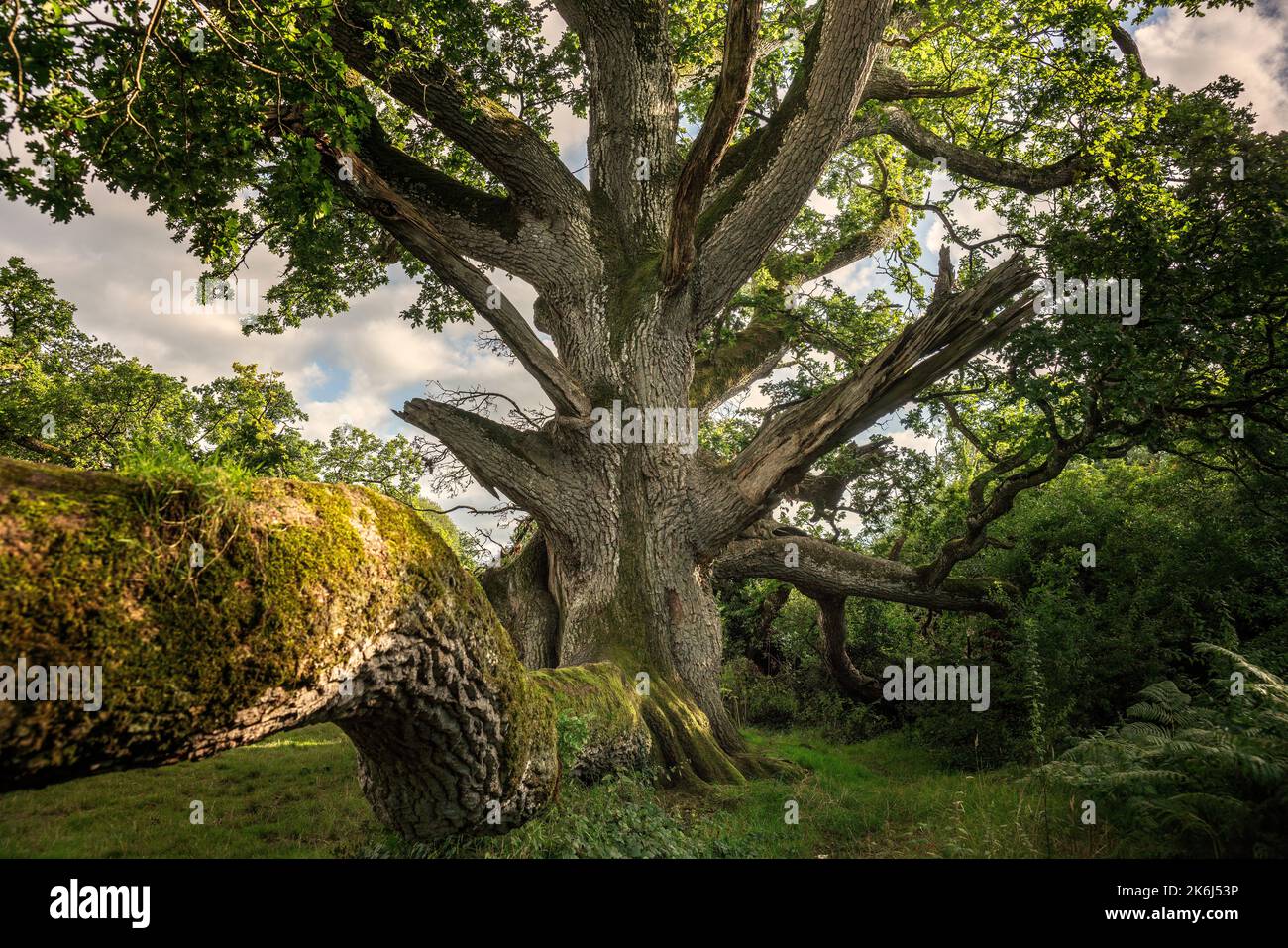 King Oak, a more than 400-year-old oak on the estate of Charville ...
