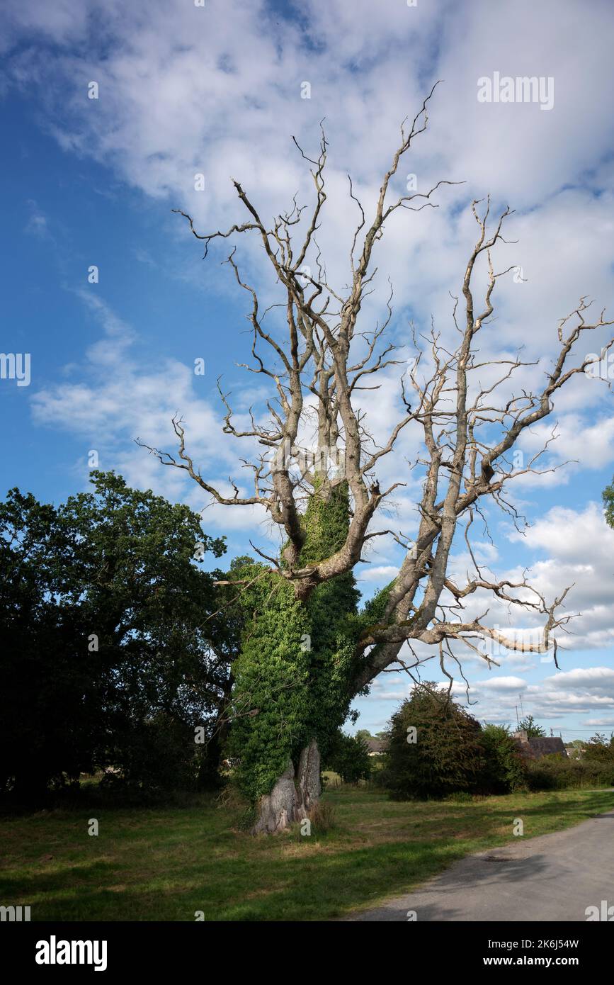 Ancient (defunct?) oak covered with ivy on the estate of Charville ...