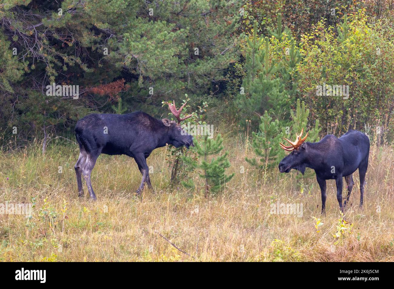 Bull moose fighting grand teton hi-res stock photography and images - Alamy