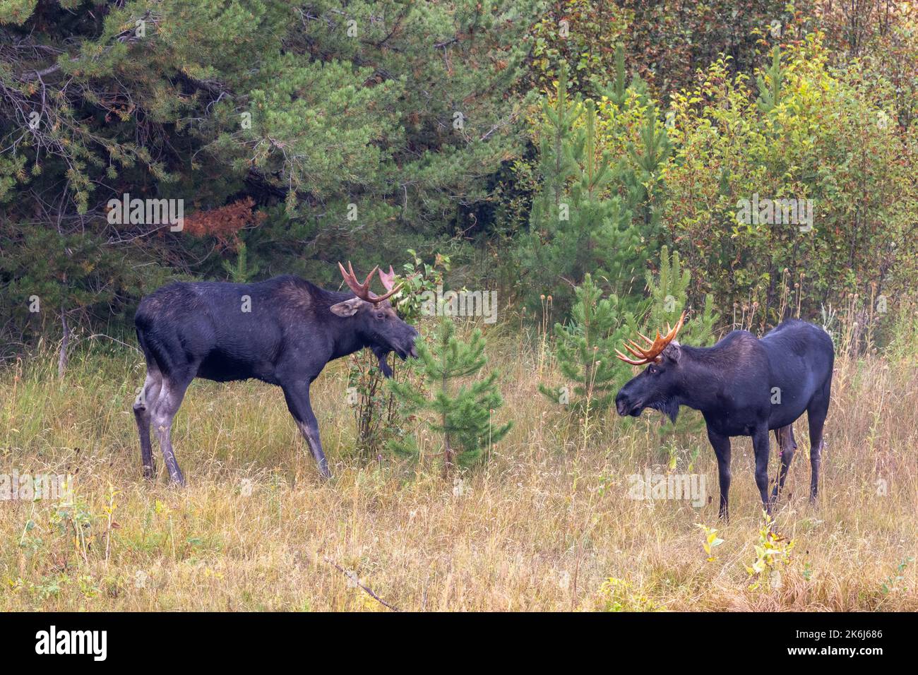 Bull moose fighting grand teton hi-res stock photography and images - Alamy