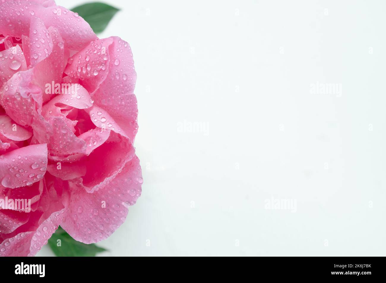 pink peony, petals close-up, background of pink flower petals, top view ...