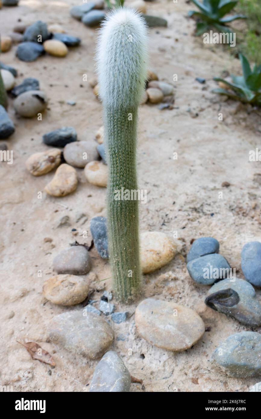 Strausii hi-res stock photography and images - Alamy