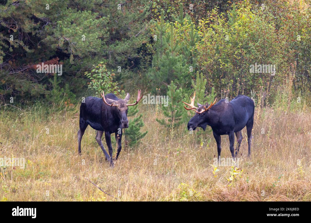Bull moose fighting hi-res stock photography and images - Alamy