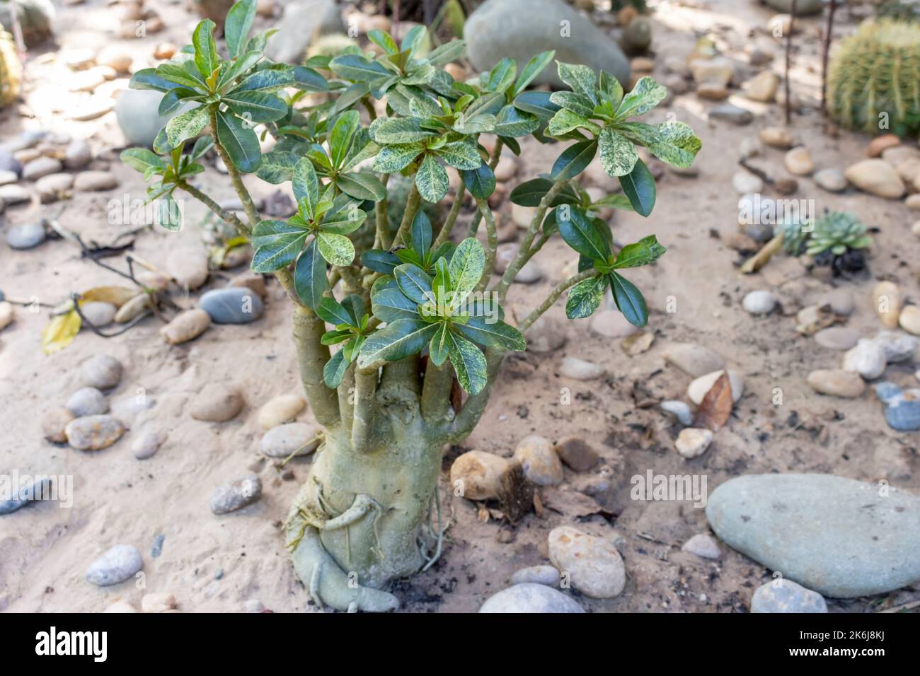 Dorstenia species hi-res stock photography and images - Alamy